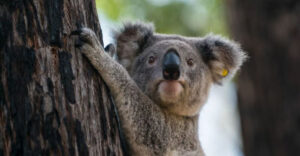15 Fascinating Facts About Koalas To Celebrate National Wild Koala Day