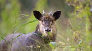 15 Fascinating Facts About The Japanese Serow, The Goat-Antelope Of Honshu