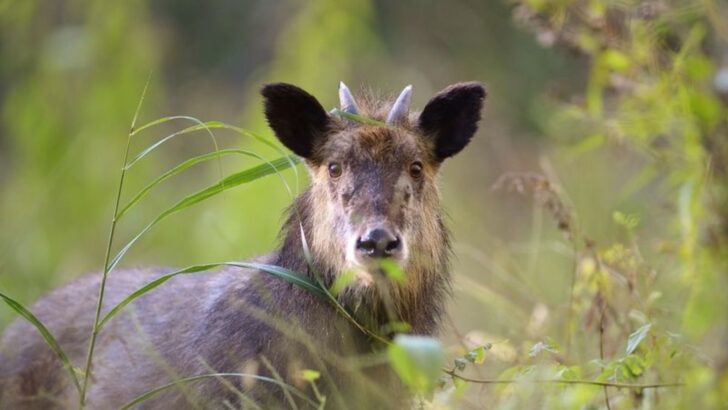 15 Fascinating Facts About The Japanese Serow, The Goat-Antelope Of Honshu