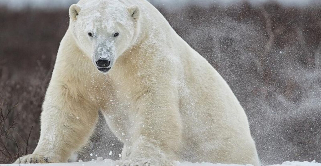 15 Fascinating Facts About The Polar Bear's Hunting Techniques