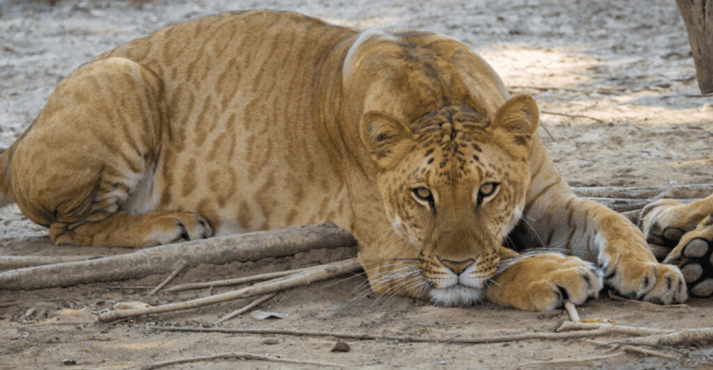 15 Fascinating Hybrid Animals That Will Blow Your Mind