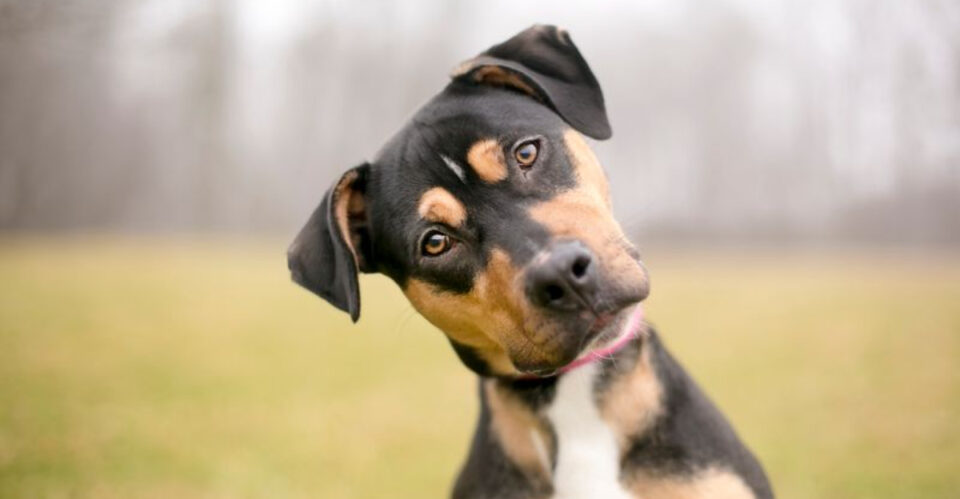 15 Fascinating Reasons Why Dogs Tilt Their Heads