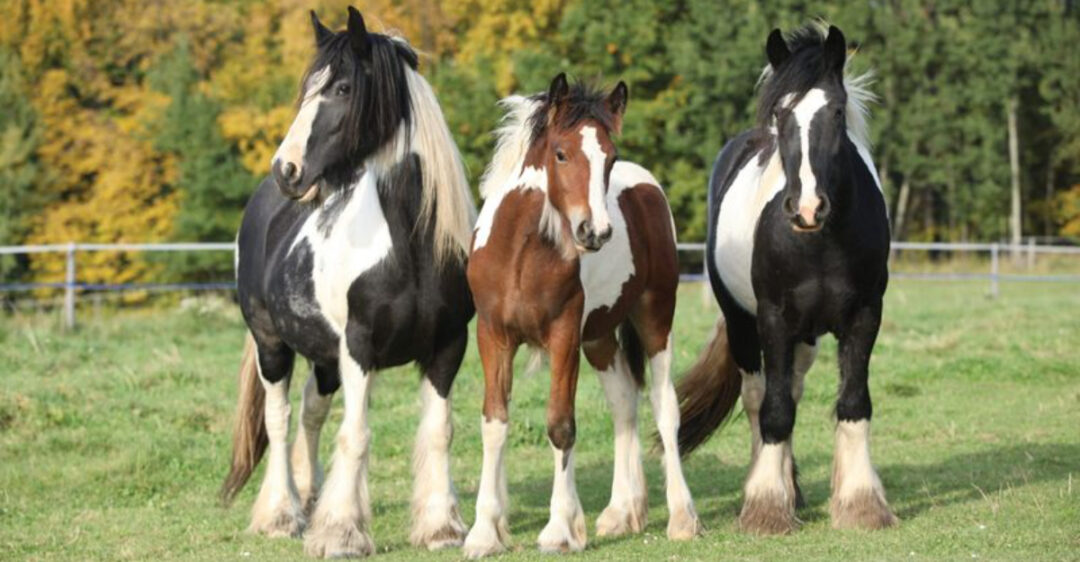 15 Fascinating Things You Didn’t Know About The Gypsy Vanner Horse