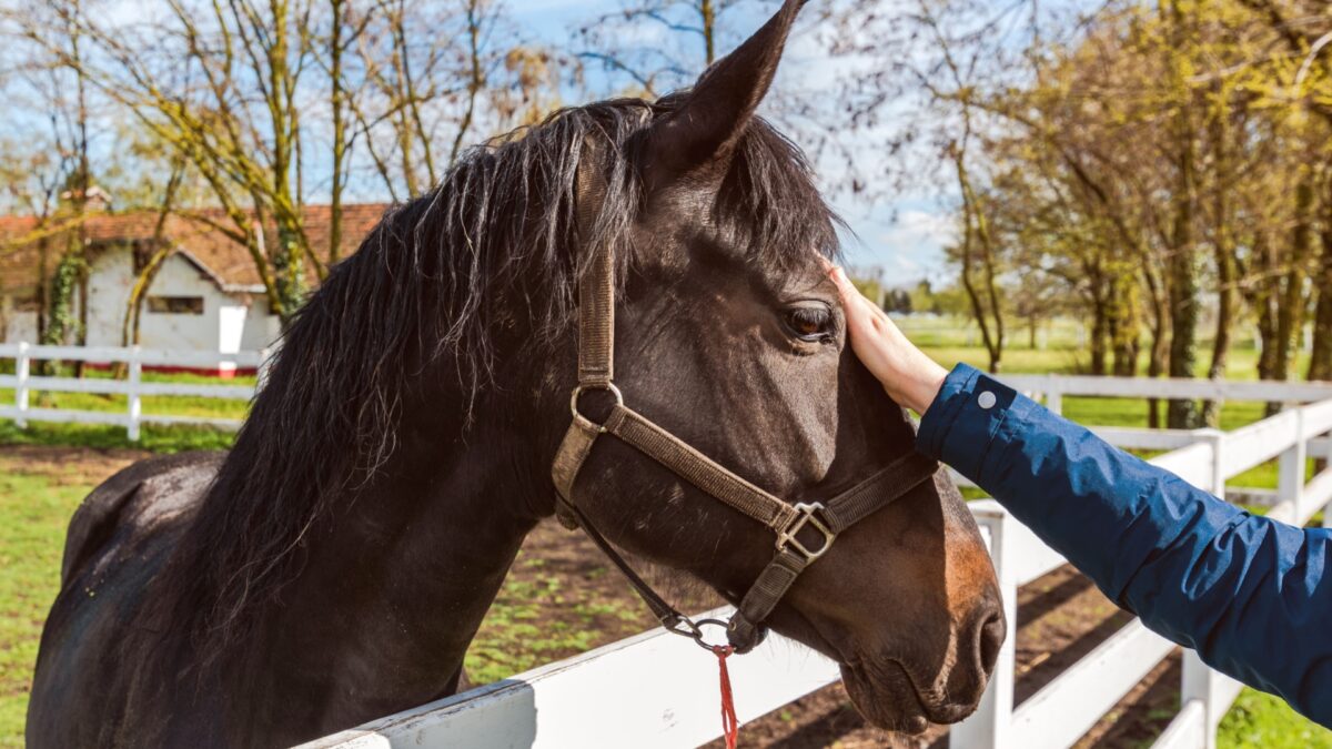 15 Fascinating Ways Horses Read And React To Human Emotions