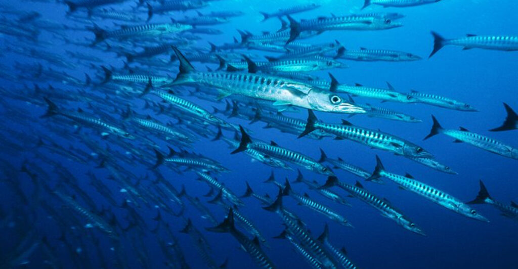 15 Fish That Hunt Together Like Wolf Packs