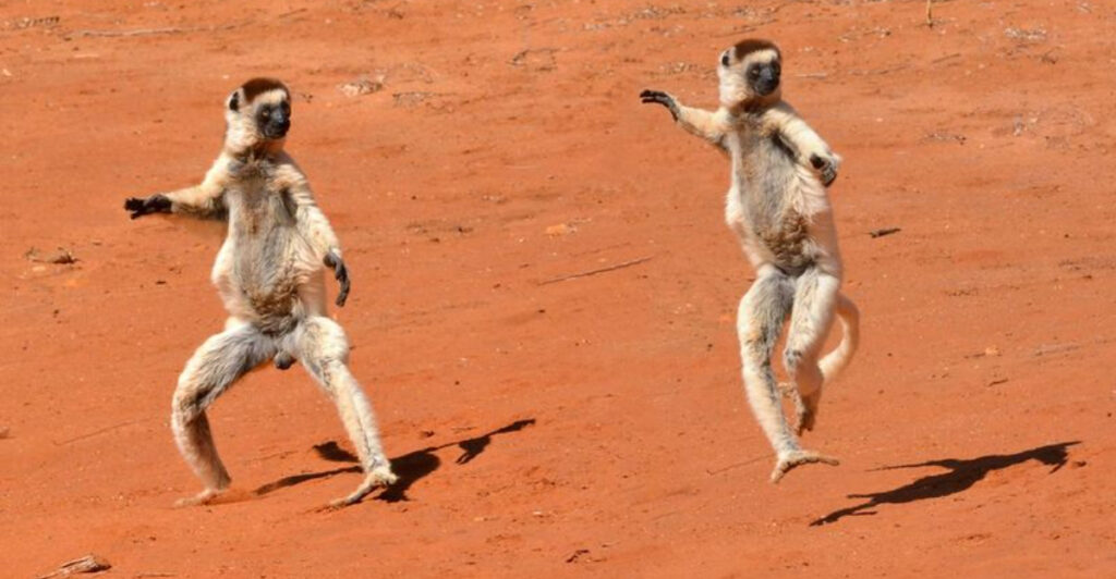 15 Fun Facts About The Verreaux’s Sifaka: The Dancing Lemur
