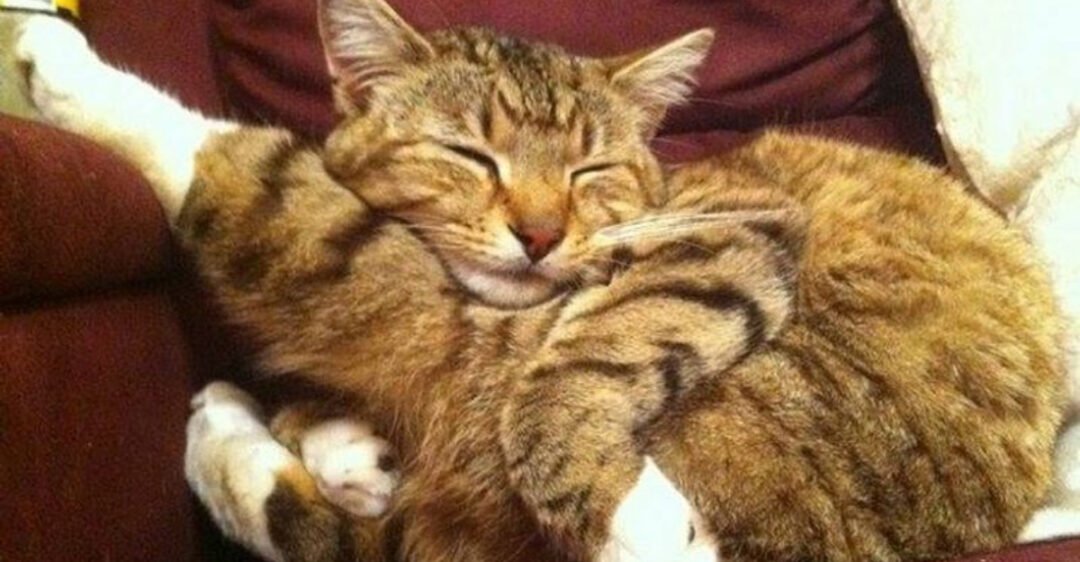 15 Funny Cat Behaviors That Are Actually Totally Logical