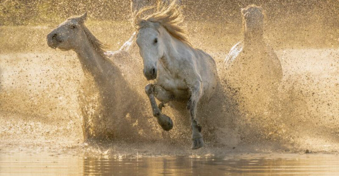 15 Horse Breeds That Thrive In Harsh Weather Conditions