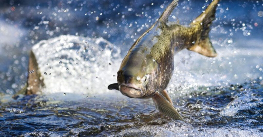 15 Incredible American Lakes With The Richest Fish Variety