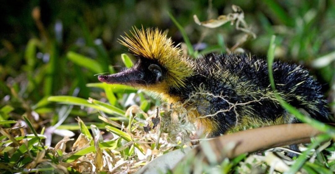 15 Incredible Facts About The Lowland Streaked Tenrec