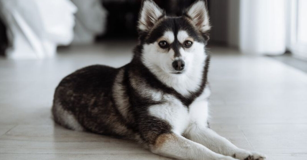 15 Key Characteristics And Care Tips For The Pomsky