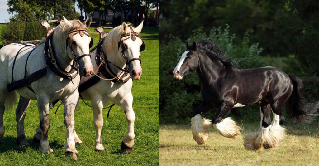 15 Key Differences Between Clydesdale And Percheron Horse Breeds