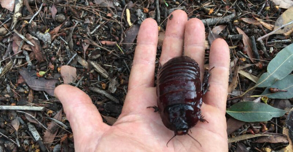 15 Largest Underground Creatures On Earth