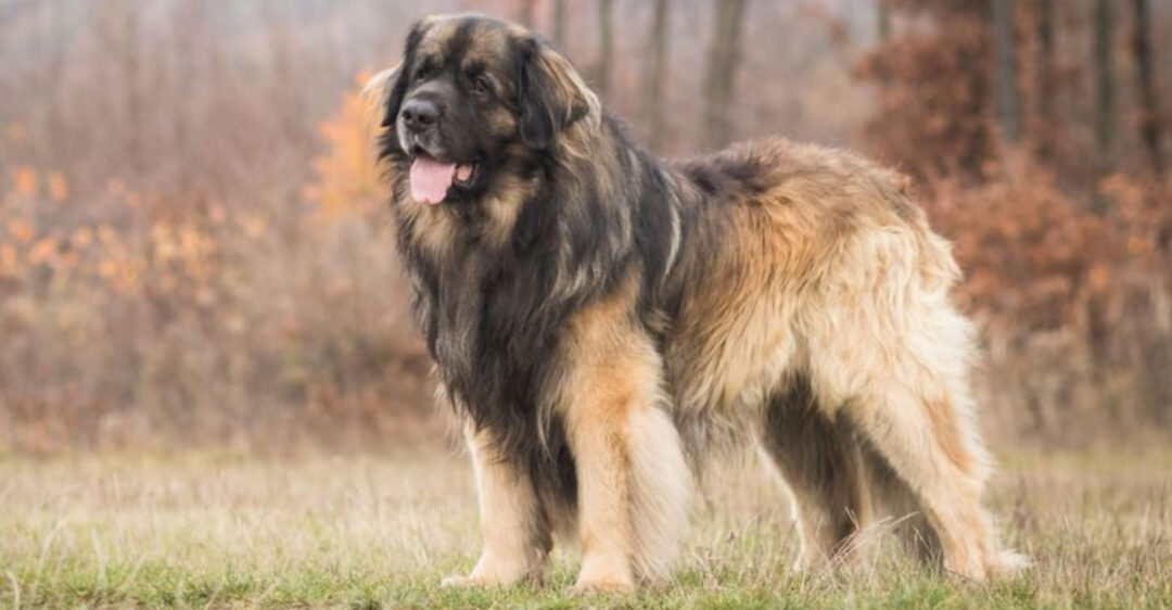 15 Mighty Dog Breeds Brave Enough To Face Off Against A Bear