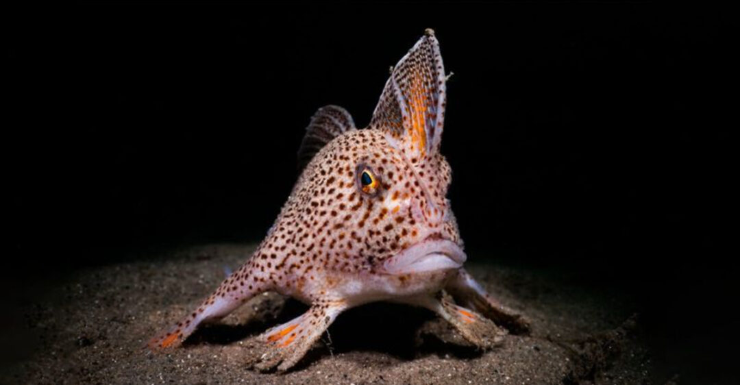 15 Mind-Bending Facts About The Rare Handfish