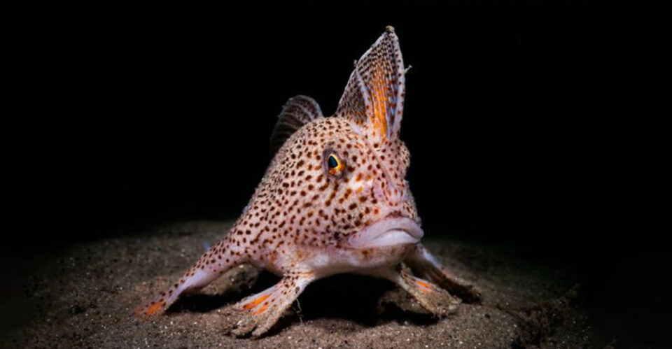 15 Mind-Bending Facts About The Rare Handfish