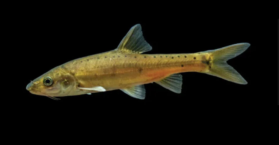 15 Mind-Blowing Facts About The Golden Cavefish That Has Scientists Stunned