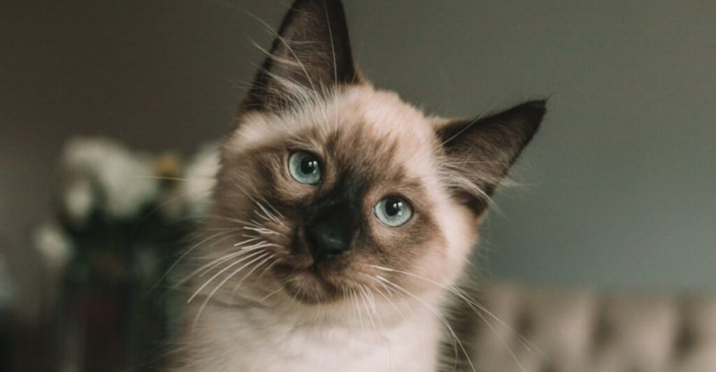 15 Most Emotionally Sensitive Cats