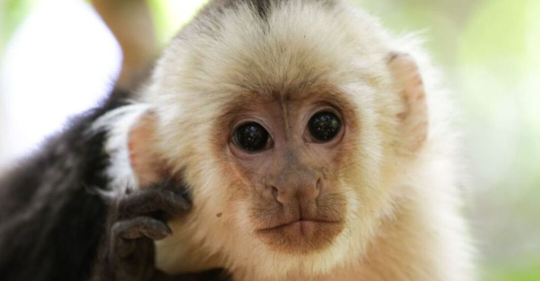 15 Most Expensive Exotic Pets You Can Own Worldwide