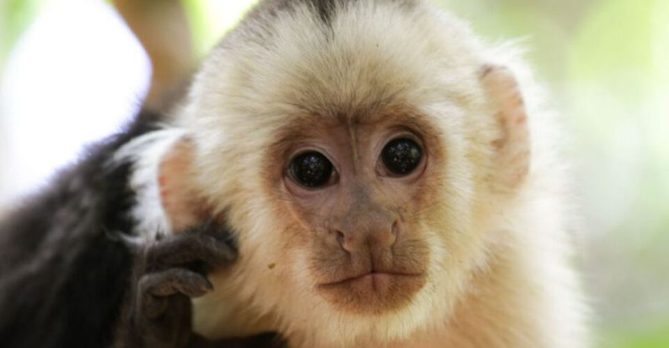 15 Most Expensive Exotic Pets You Can Own Worldwide