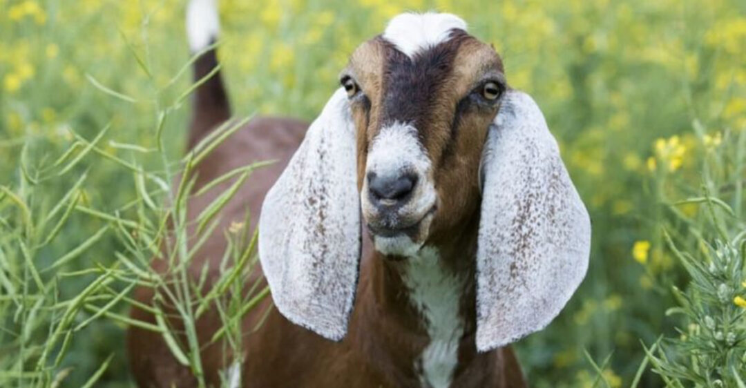 14 Most Popular Dairy Goat Breeds And Their Traits