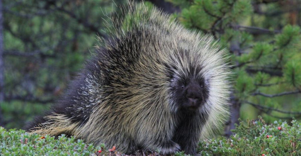 15 Most Unusual Animal Defense Mechanisms