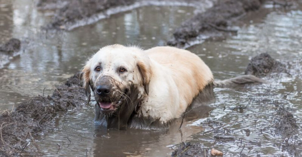 15 Mud-Loving Dog Breeds That Live For Messy Fun