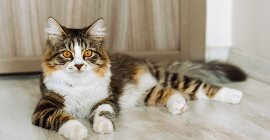 15 Must-Know Tips For Keeping Your Cat Cool And Comfortable