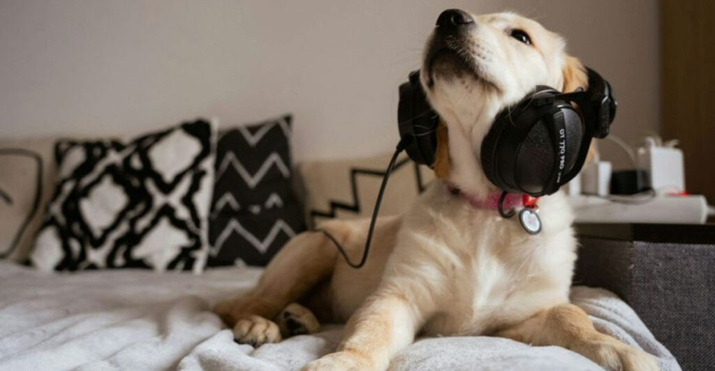 15 Nighttime Routines That Strengthen Your Bond With Your Dog