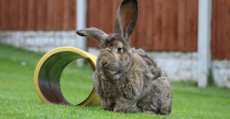 15 Of America's Largest Bunny Breeds