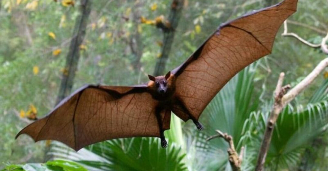 15 Of The Largest Bats You Have To See To Believe