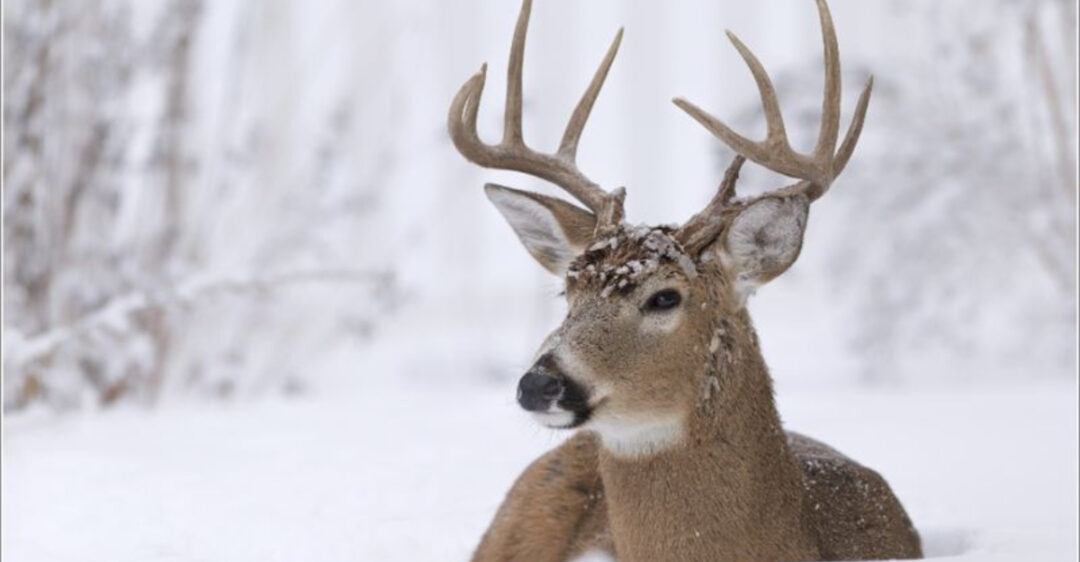 15 Official State Animals Of Missouri Through History