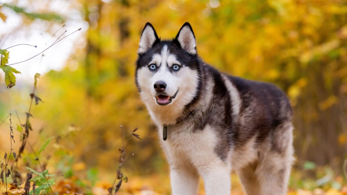 15 Perfect Breeds For People Who Love Huskies