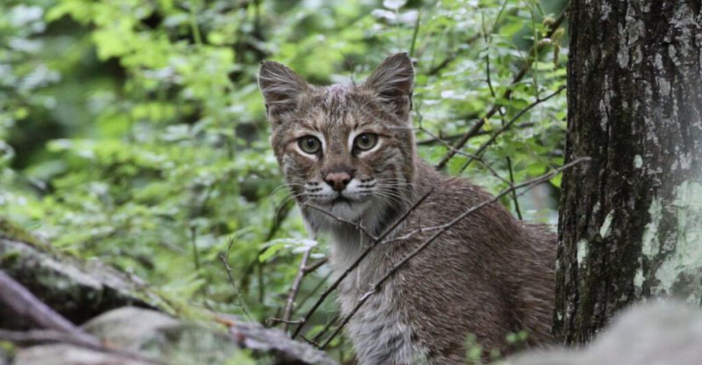 15 Places In America Where Bobcats Roam In Big Numbers