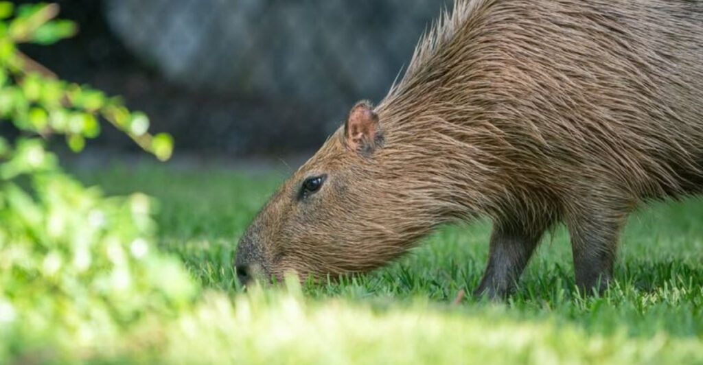 15 Places In Florida Where You Can Meet Capybaras Up Close