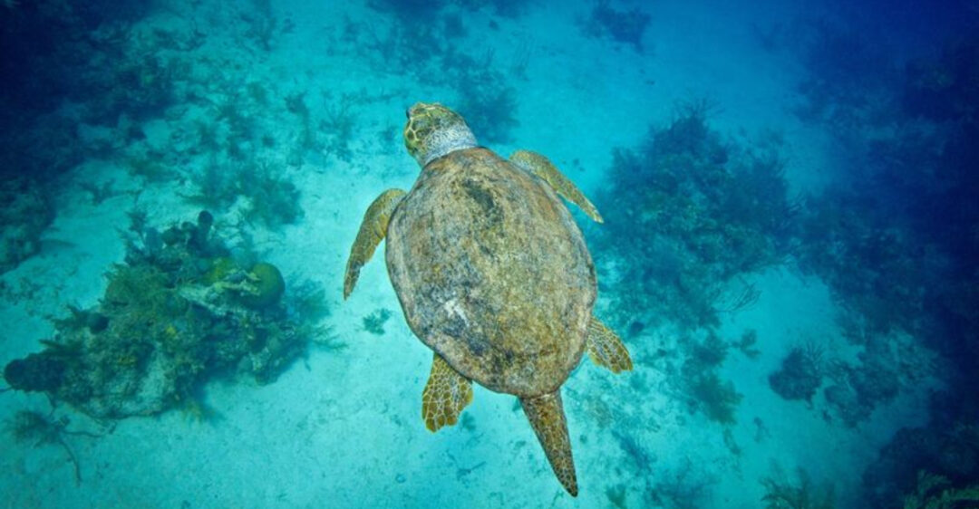 15 Reasons Animals Migrate And What Drives Their Epic Journeys