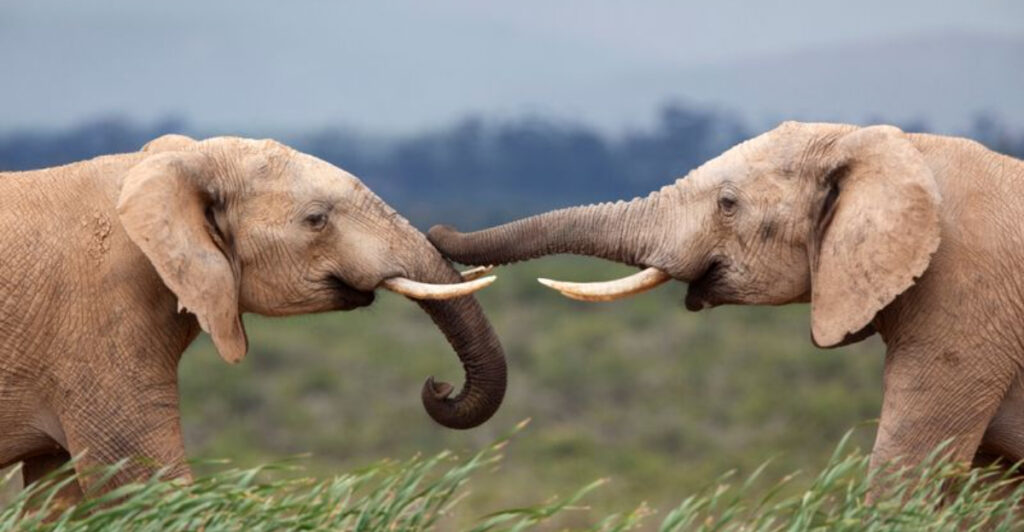 15 Reasons Elephants Are The Most Incredible Land Animals