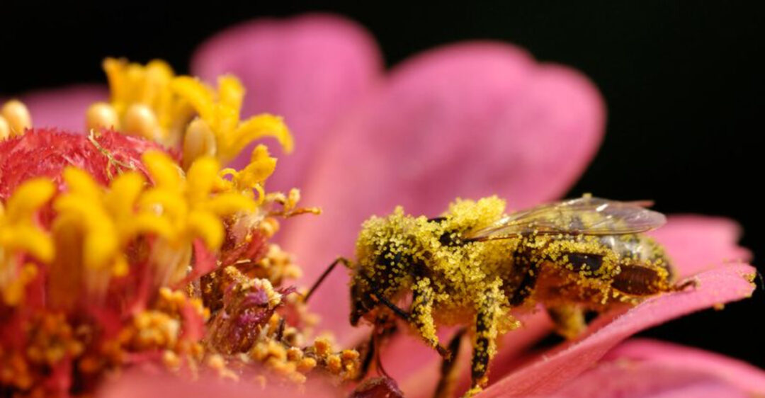15 Reasons Honeybees Are The Most Incredible Insects On Earth