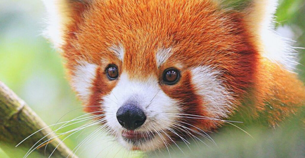 15 Reasons Red Pandas Are The Most Incredible Creatures In The Forest