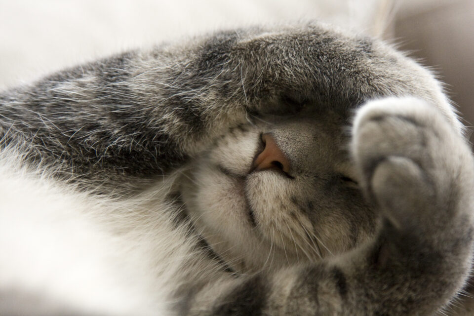 15 Reasons Some Cats Are More Anxious Than Others