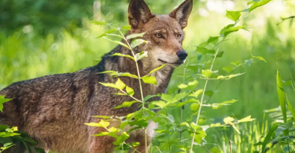 15 Reasons These Red Wolves Are Essential To Saving Their Species