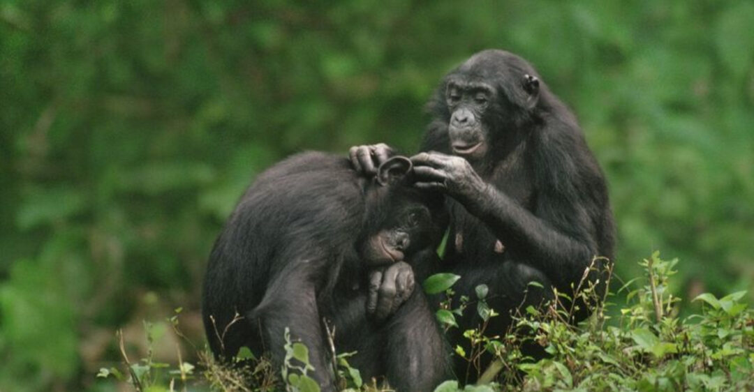 15 Reasons Why Chimpanzees Groom Each Other