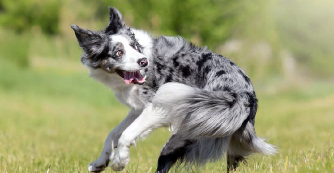 15 Reasons Why Dogs Chase Their Tails