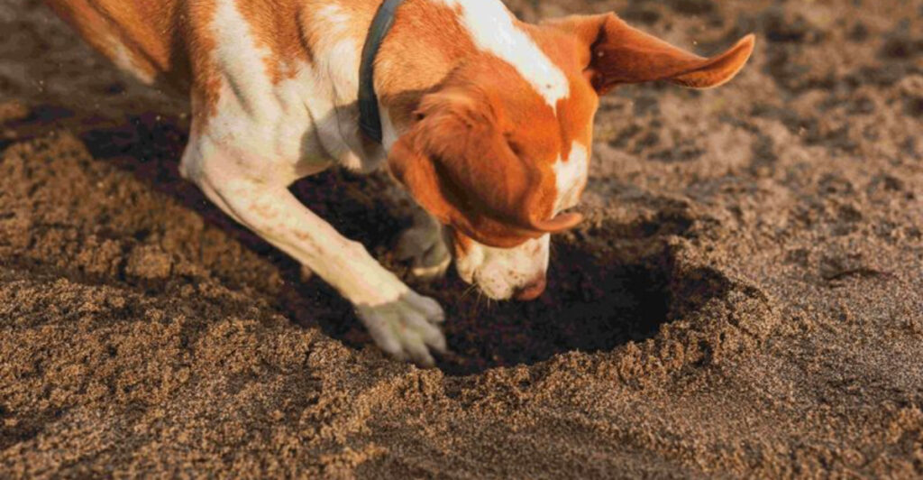 15 Reasons Why Dogs Dig Holes In The Yard