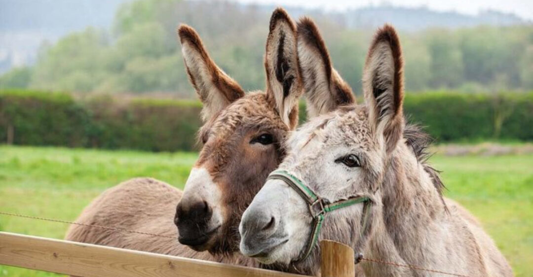 15 Reasons Why Every Farm Needs A Donkey