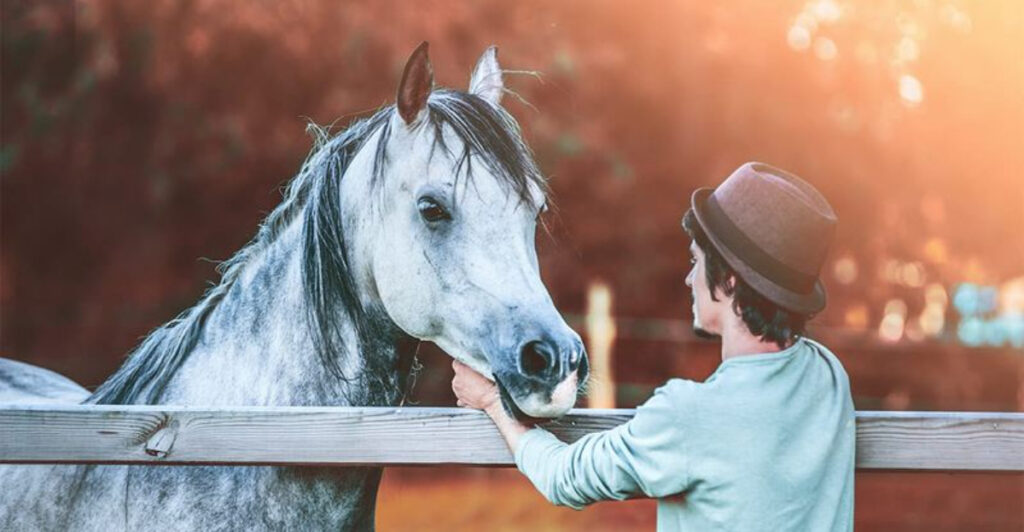 15 Reasons Why Horses Love A Steady Routine