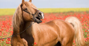 15 Reasons Why Horses Neigh