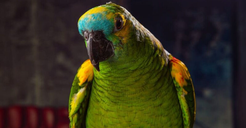 15 Reasons Why Parrots Bob Their Heads