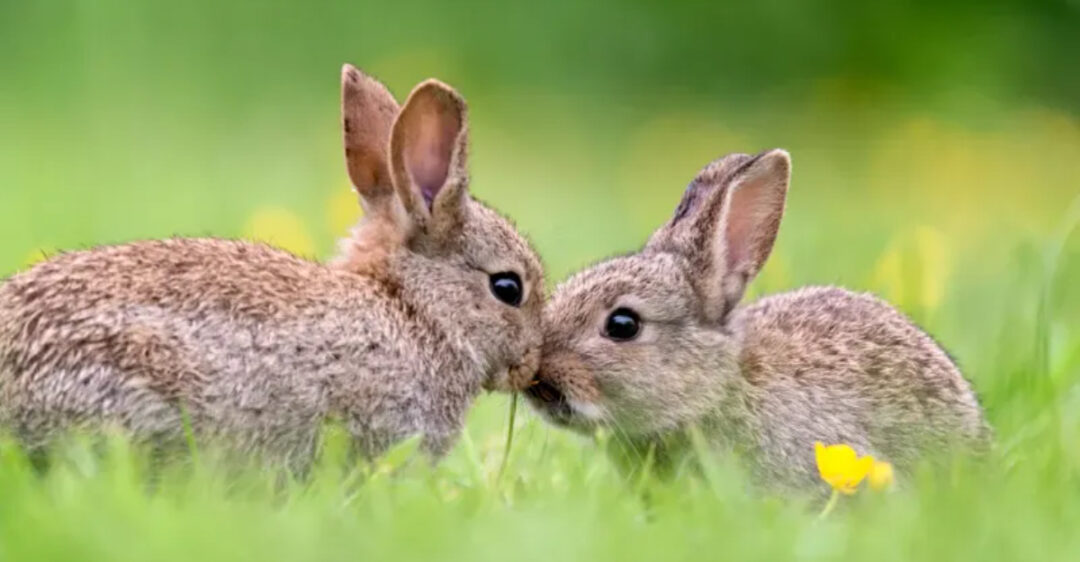 15 Reasons Why Rabbits Thump Their Feet
