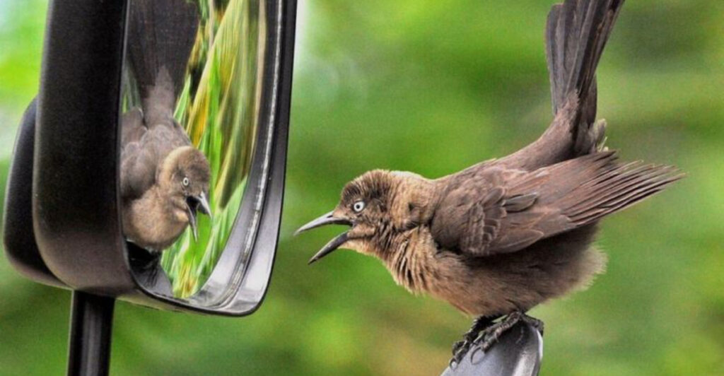 15 Reasons Why Some Birds Fear Mirrors